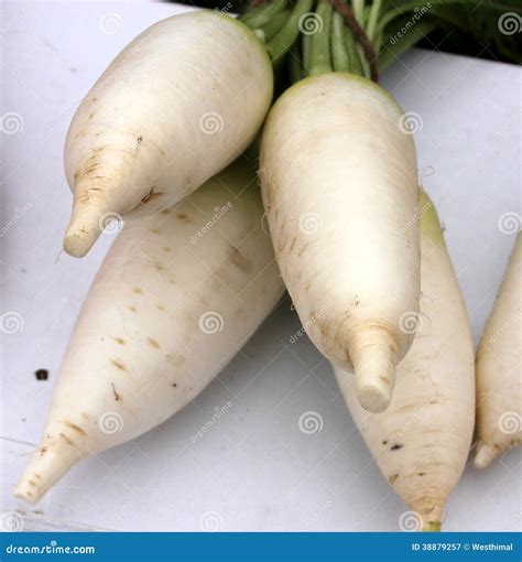 Pusa Shuka Radish Stock Image Image Of Medium Lower 38879257