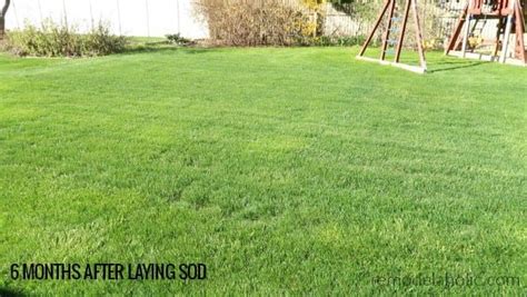 Pro Tips For Diy Sod Installation Remodelaholic