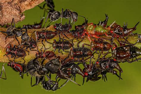 Adult Female Carpenter Ants And Typical Treehoppers Nymphs Stock Image