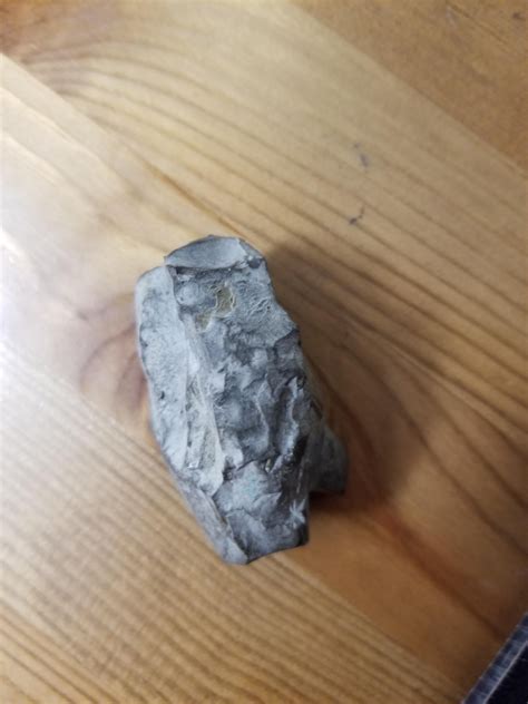 Can Anyone Help Me Identify What This Is Seems To Have A Shell Of Some