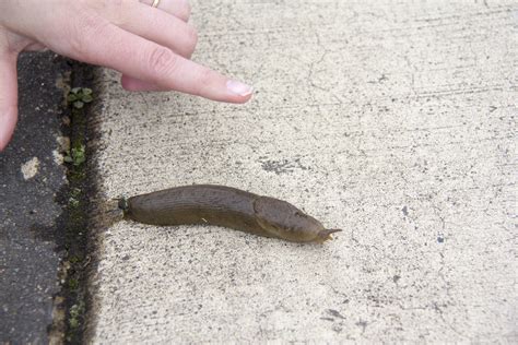 Img 8249 1500 Dollen Flickr