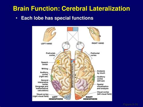 Ppt Neurophysiology Powerpoint Presentation Id168209