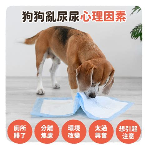狗狗亂尿尿是有話想說？3 招讓狗狗不再尿錯地方！ 汪喵星球