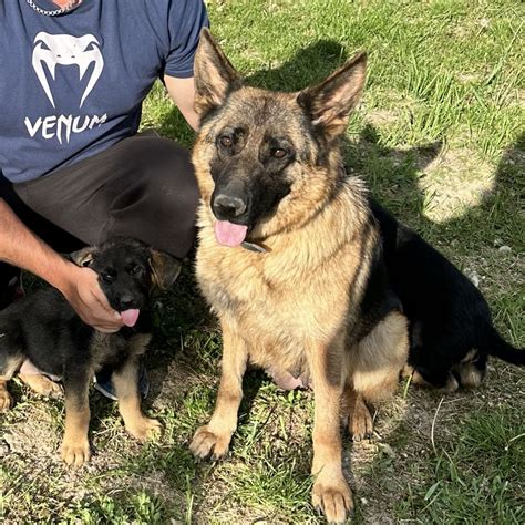 Ciobanesc German Catuam Familie Buzias • Olx Ro