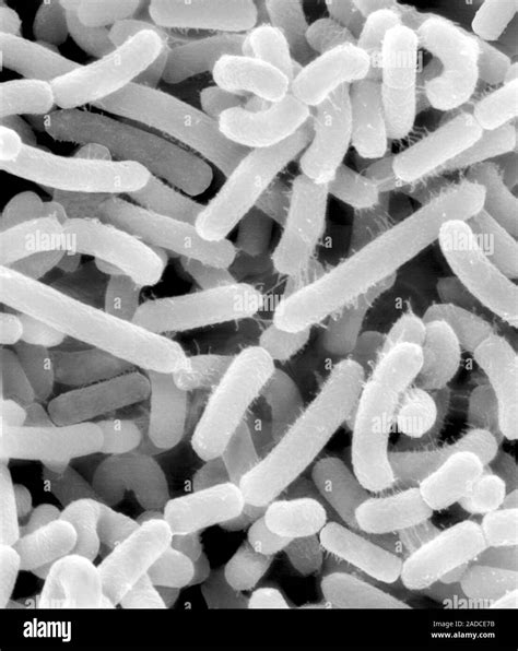 Scanning Electron Micrograph Sem Of Agrobacterium Tumefaciens Gram