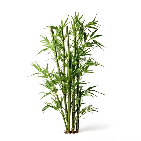 Premium Ai Image Bamboo Grass Tall And Sturdy With Woody Stems Leafy
