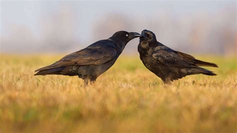 Do Crows Mate For Life An In Depth Look At Crow Relationships