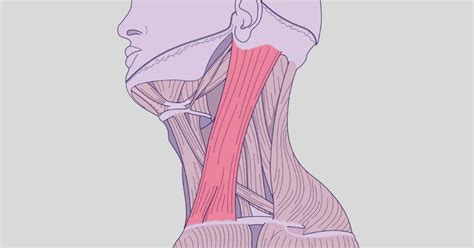 How To Stretch The Sternocleidomastoid Scm Dr Body Gadget