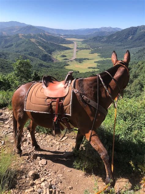 Pack Ride Saddle A Pack Saddle And Riding Saddle Combined Into One