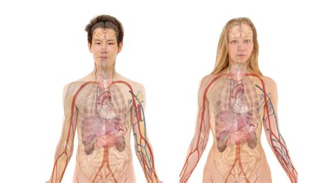 การจัดระบบในร่างกาย ครูหมู วิทยาศาสตร์ Kru Moo Science