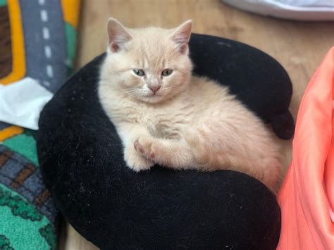 British Shorthair And Russian Blue Kittens In Filey North Yorkshire