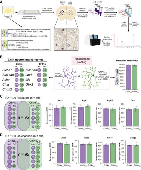 laser capture microdissection for spatial transcriptomics of