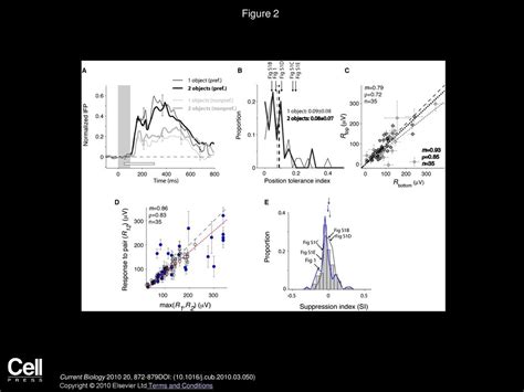 robust selectivity to two object images in human visual cortex ppt