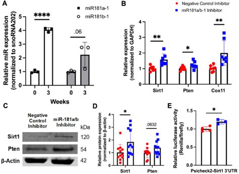 Mir181ab 1 Regulates Metabolic Genes And Targets Sirt1 Compared To