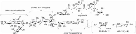 Structure Of Qs 21 And Four Structural Domains Download Scientific Diagram