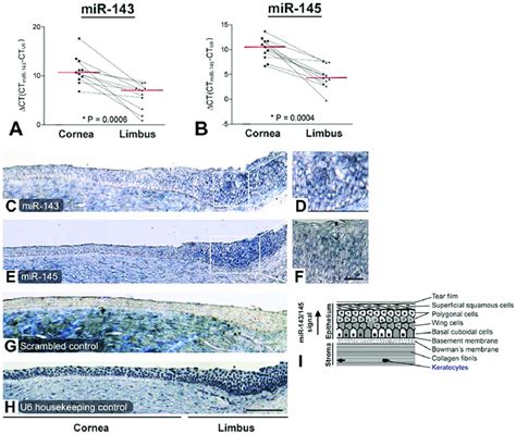 Validation Of Mir 143 And Mir 145 Expression In Limbal Epithelium By