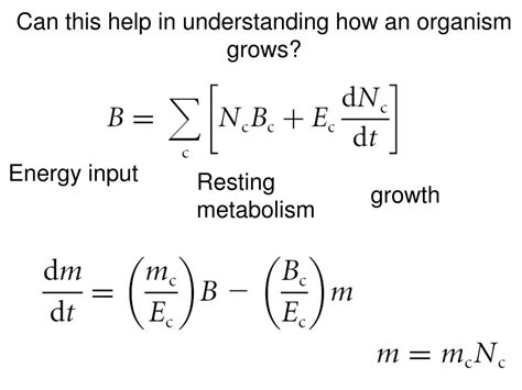 Ppt 33 Allometric Scaling Laws Powerpoint Presentation Free Download Id1725241