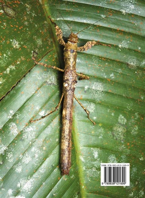 A Taxonomic Guide To The Stick Insects Of Borneo Natural History Publications Borneo