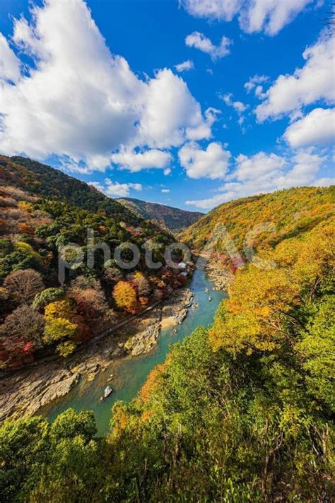 免費照片 秋天的落葉風景