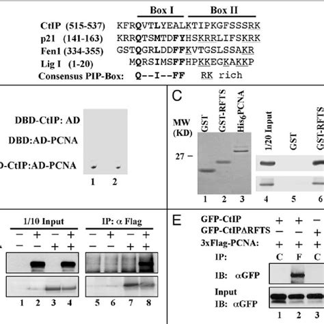 Ctip Interacts With Pcna In Vitro And In Vivo A A Portion Of The Download Scientific Diagram