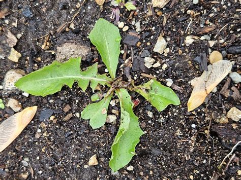 Weed Spotlight Dandelion Purdue University Vegetable Crops Hotline