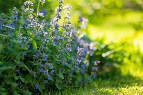 12 Tips For Planting Growing And Harvesting Catnip Catster
