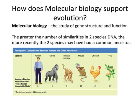 Molecular Biology Evolution Evidence