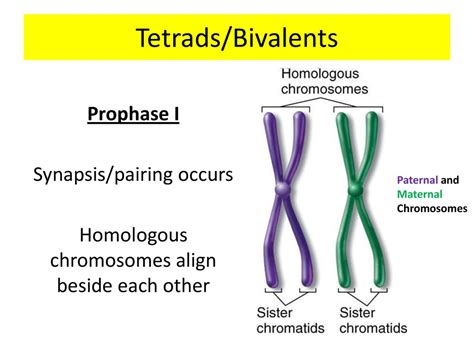 What Is The Difference Between Tetrad Bivalent Dyad And