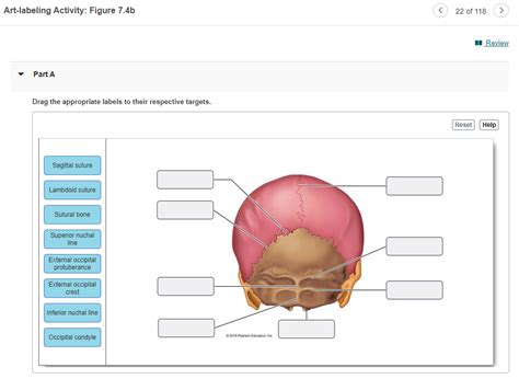 Solved Art Labeling Activity Figure B Of Review Chegg
