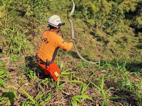 Dvb ရန်ကုန်တွင် ဖမ်းဆီးမိသည့် မြွေ ၂၇ ကောင်ကို ပဲခူးရိုးမတောထဲ လွှတ်ပေး