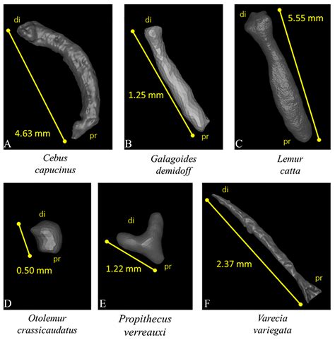 Genital Beading And Genital Ribs