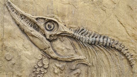 Fossil Wallpapers Top Free Fossil Backgrounds Wallpaperaccess