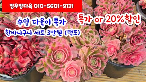 정우방다육 2 한바구니 다육이 3만원 세트 And 수입 다육이 특가 And 20할인 흑진주 Youtube