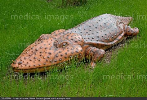 Stock Image Jf5505 01b477rm Science Source Search Medical