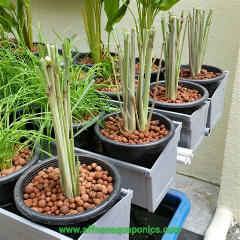Affnans Aquaponics Lemongrass Repotting