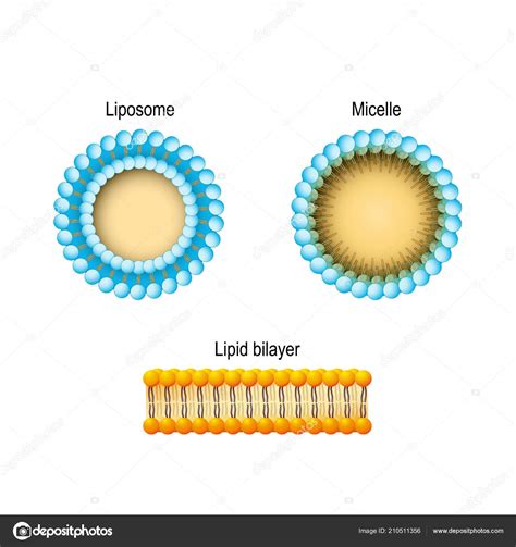 Cell Membrane Lipid Bilayer Micelle Liposome Phospholipids Aqueous