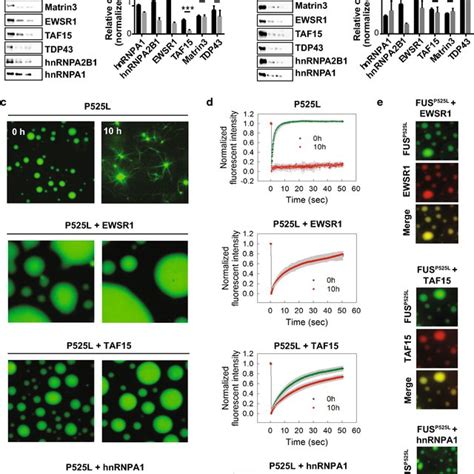 The Cytoplasmic Mislocalization Induced By P525l Causes Reduced Fus
