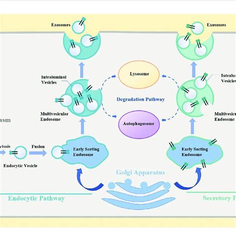 The Biogenesis Of Exosomes Download Scientific Diagram