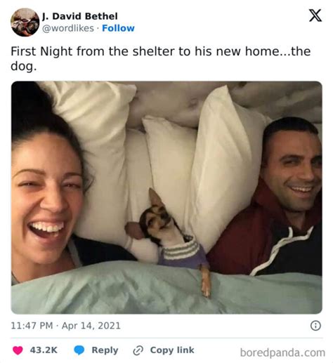 40 “doggo Memes” To Lift Your Spirits Demilked
