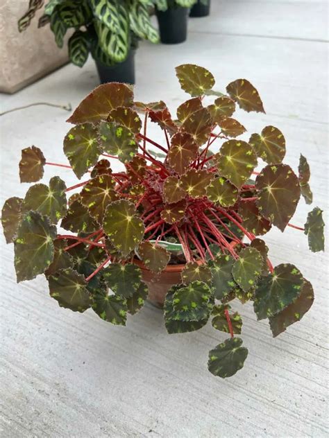 Begonia Types Top 21 Types To Brighten Up Your Indoor Space