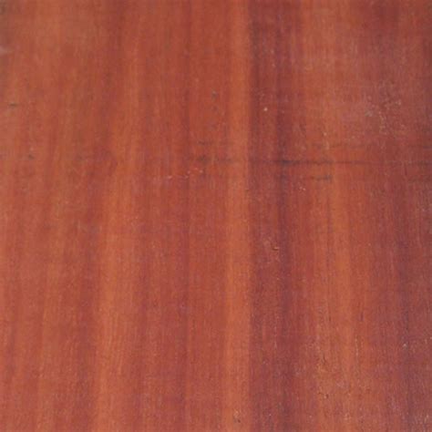 Chicozapote Tree