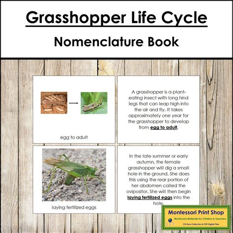 Grasshopper Life Cycle Worksheet