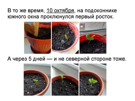Проектная работа «Как вырастить лимон на подоконнике презентация онлайн