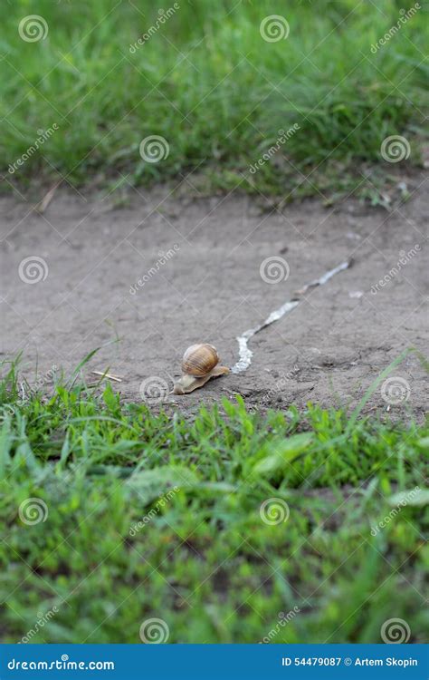 Snail Leaving A Trail Stock Image Image Of Mollusk Slowly 54479087