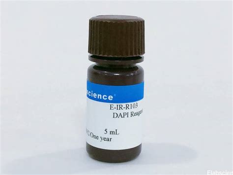 Dapi Reagent 1 μg Ml Elabscience Biotechnology