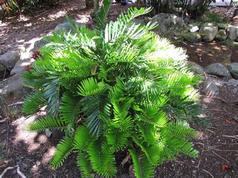 Florida Arrowroot Info Learn How To Grow Zamia Coontie Plants