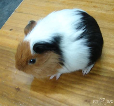 荷兰猪多少钱图片 价格 包邮 视频 淘宝助理