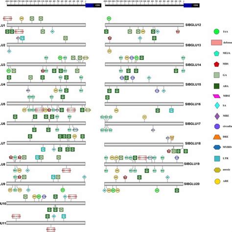 Analysis Of The Cis Acting Elements In Slbglu Genes Different Shapes