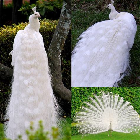 White Peacock Scrolller