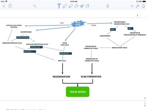Immunology Part 2 Flashcards Quizlet